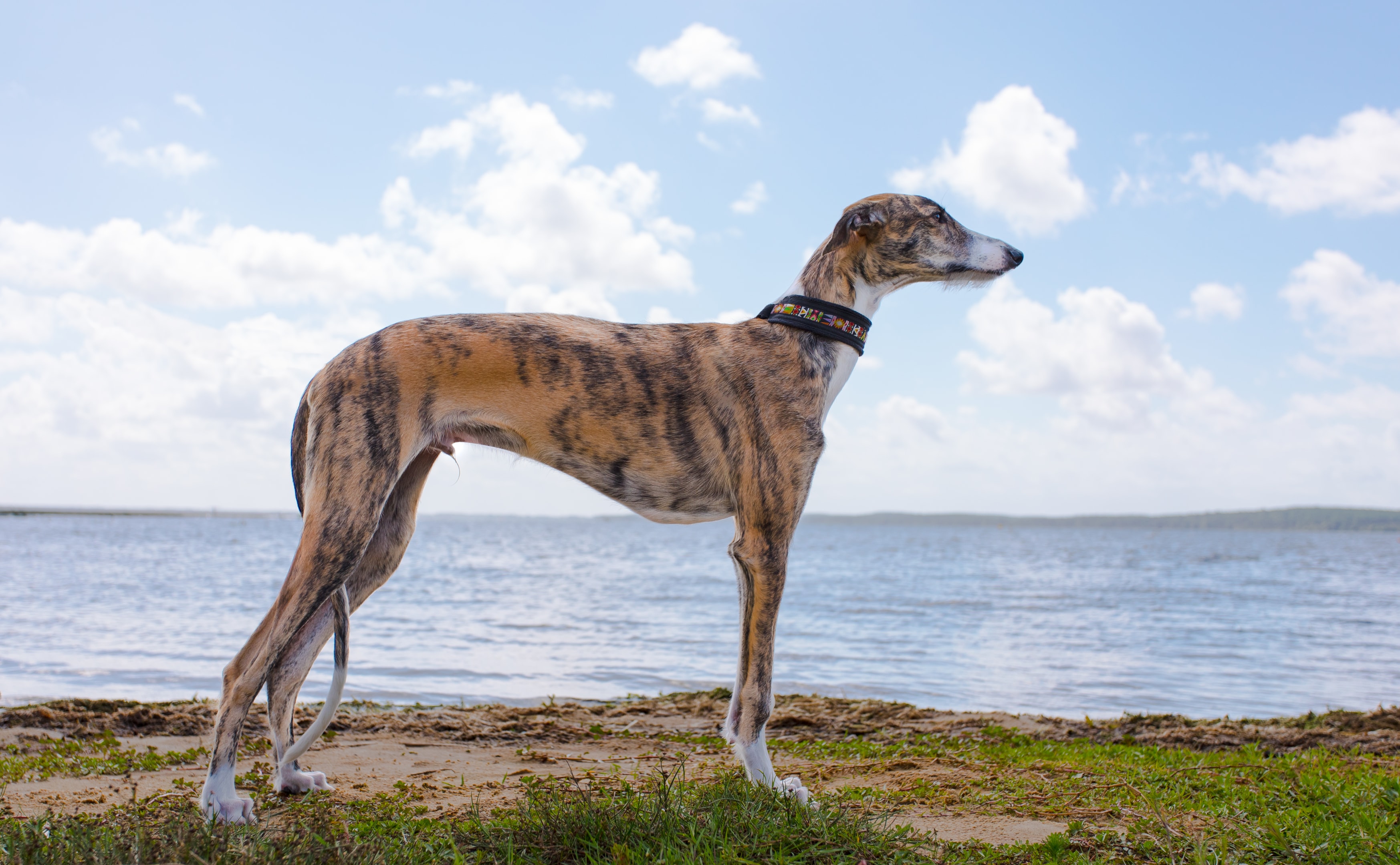 Spanish Greyhound - Dog Breed Information & Characteristics - FurLyfe!