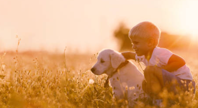 Two Types Of Labradors And How To Identify Them