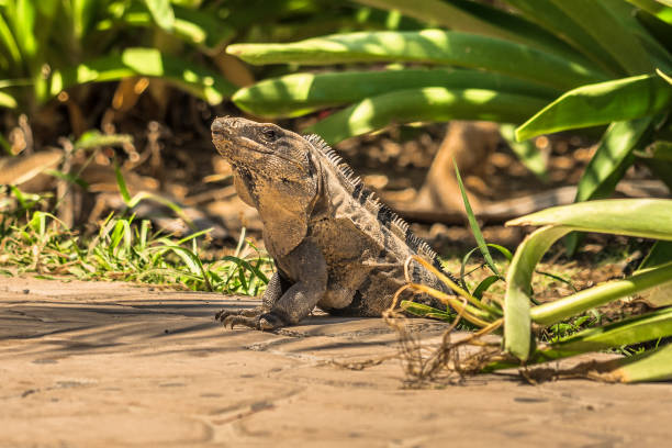 Why Do Iguanas Change Color