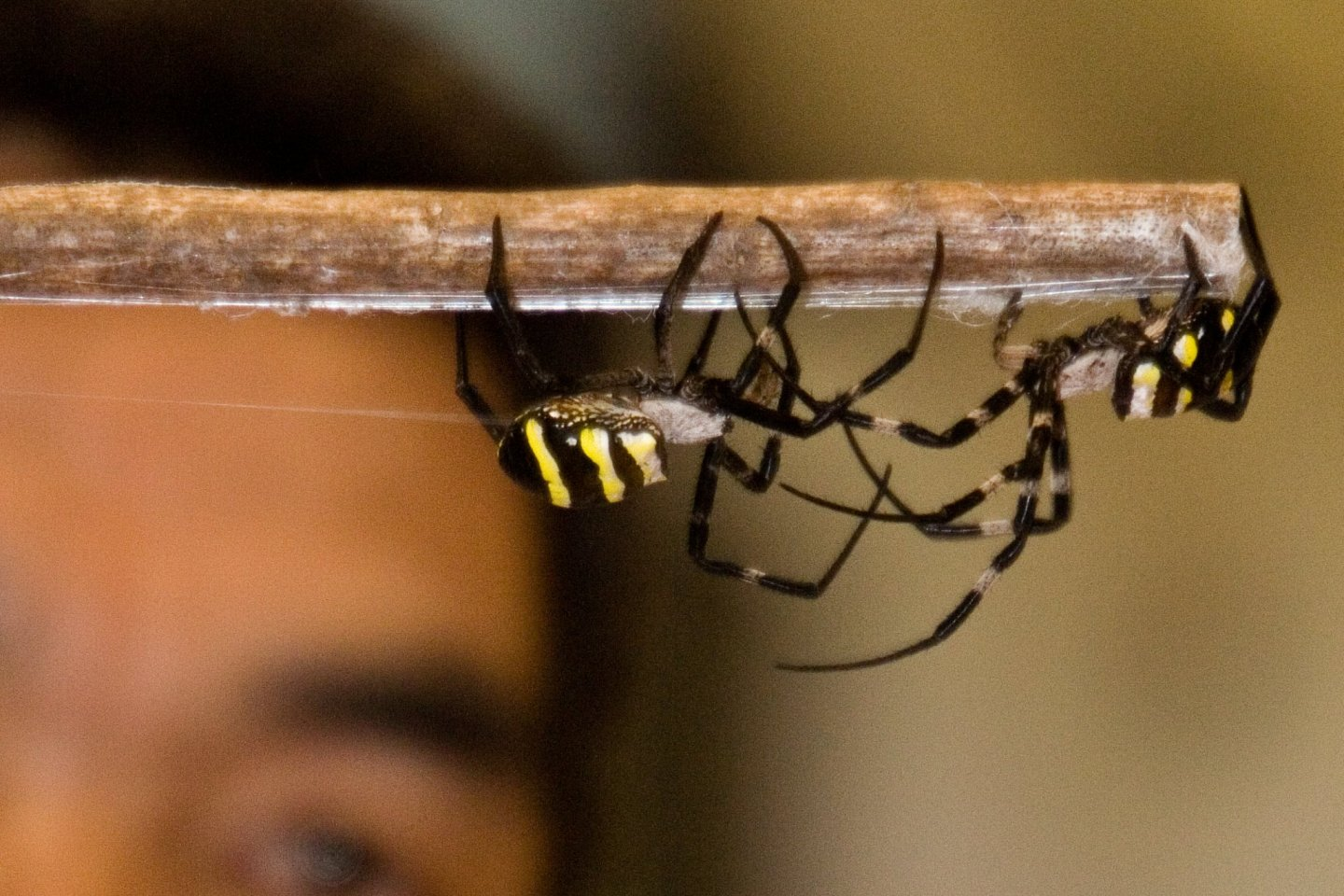 Arachnid Brawls: Can Spiders Fight Each Other? Unveiling Nature's ...