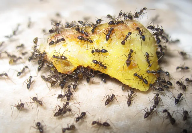 What Do Ants Eat? Exploring the Fascinating Dietary Habits of Ants