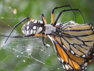 Arachnid Appetite: Exploring Whether Spiders Devour Butterflies