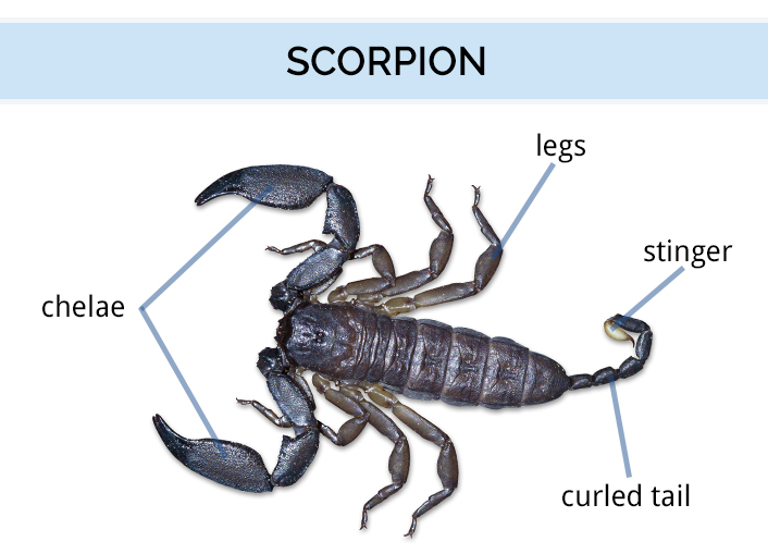 Scorpion Stings & Venom: Unraveling the Enigmatic Elegance