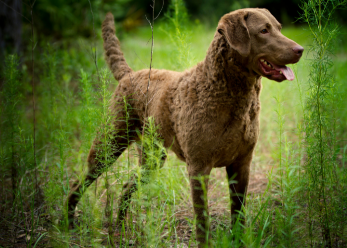 22 Captivating Yellow Eyed Dog Breeds (With Photos)