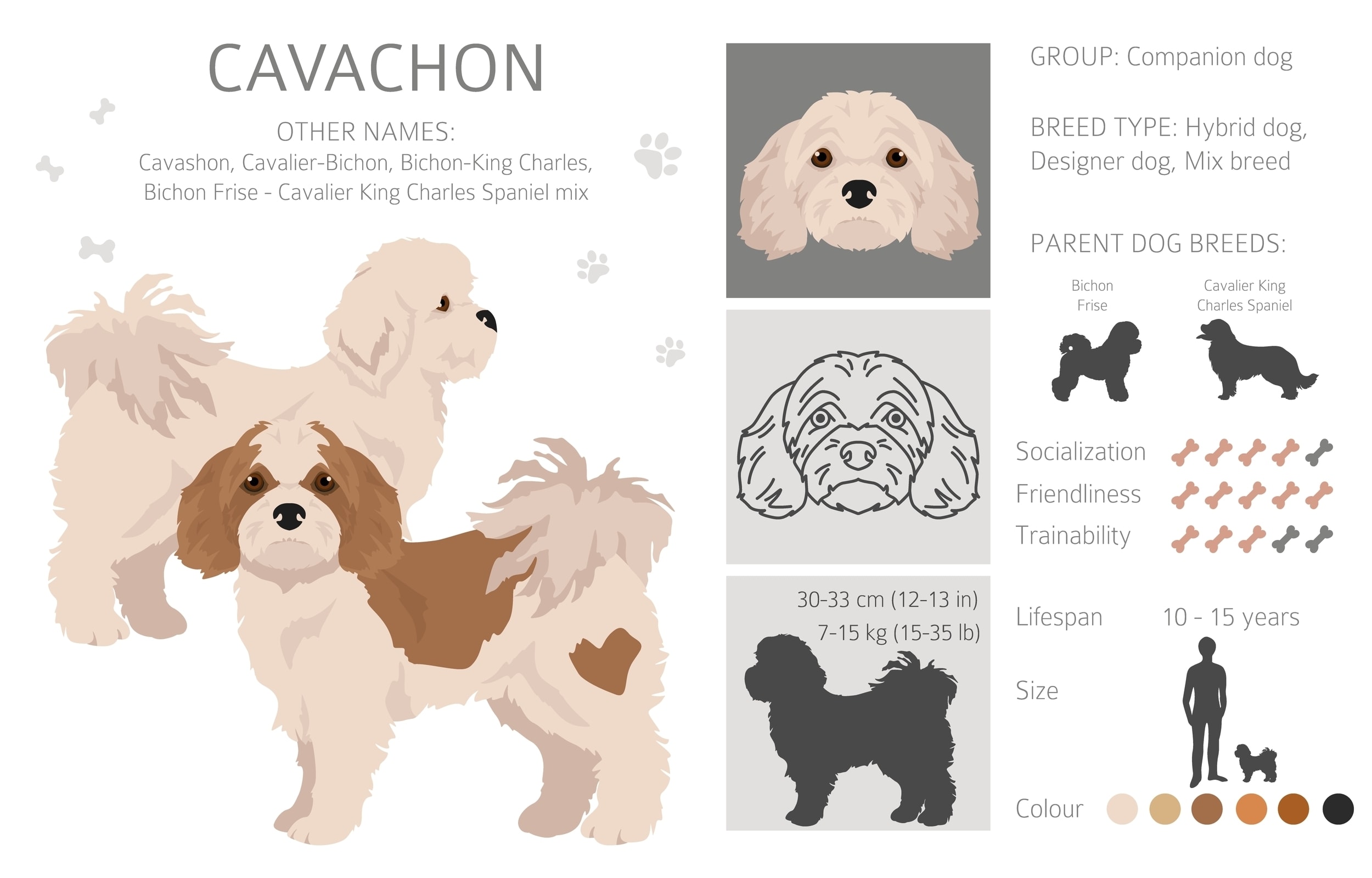 Cavachon: The Cavalier King Charles Spaniel and Bichon Frise Mixed ...