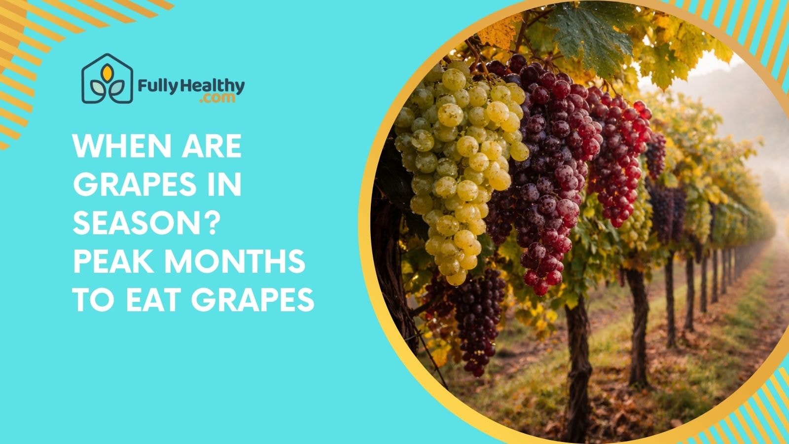 When Are Grapes in Season? Peak Months to Eat Grapes