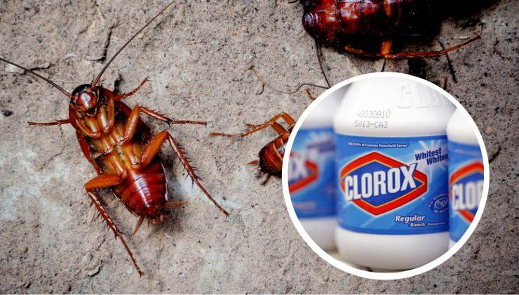 Roach Behavior Revealed: Substances & Food Interactions Unveiled