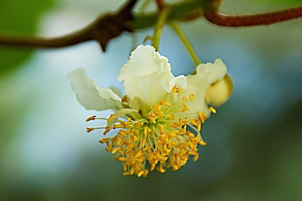 🌹20 Exquisite Flowers that Start with K