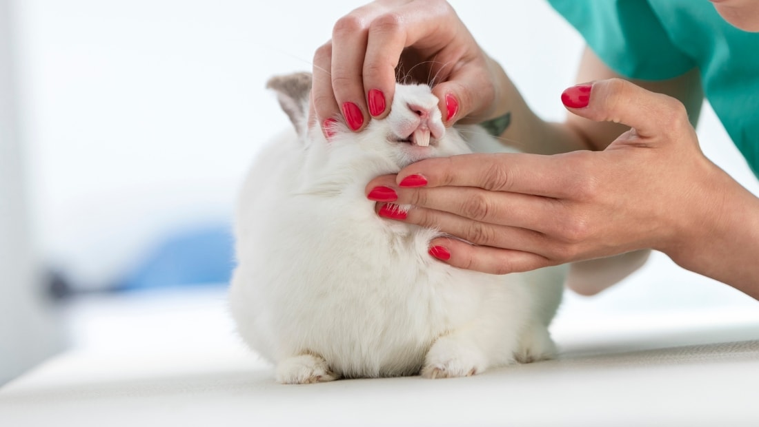 How Many Teeth Do Rabbits Have? Bunny Dental Guide - Everbreed