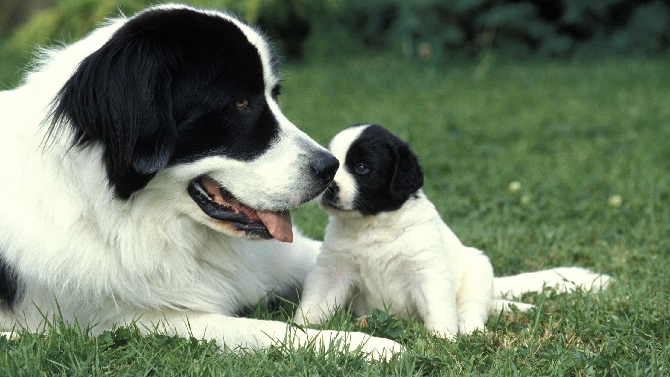 Landseer - FurLyfe!