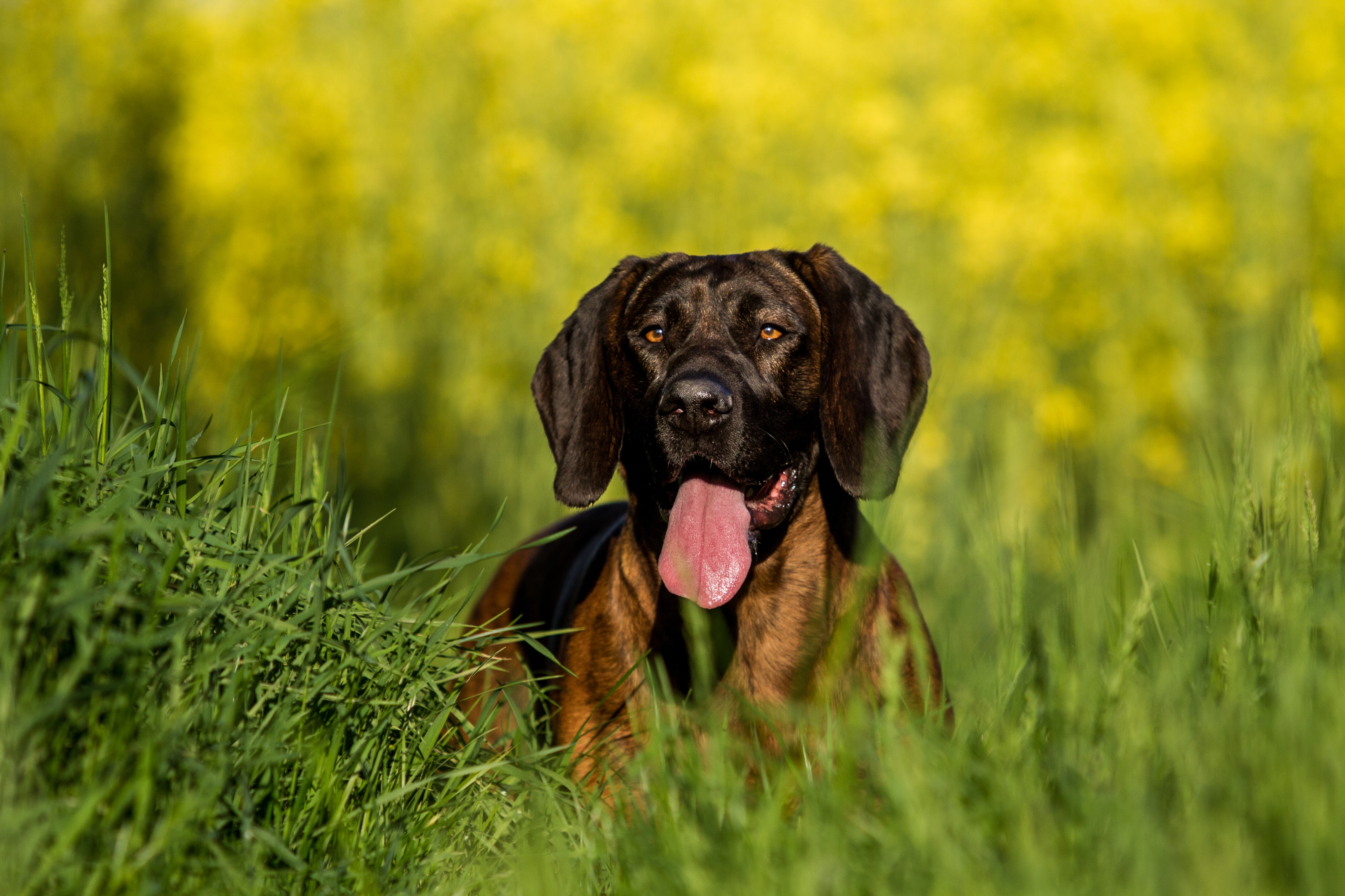 Hanoverian Scenthound - FurLyfe!