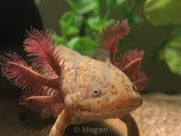 15 Axolotl Color Morphs - ReptileStartUp.com