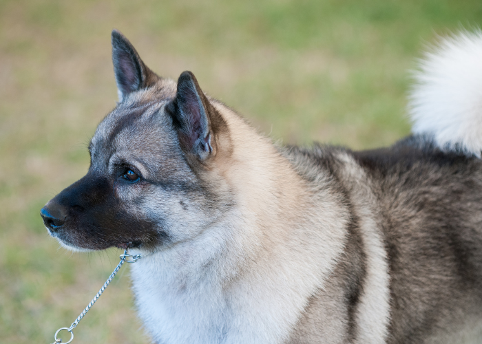 23 Cold Weather Dog Breeds (That Love Snow and Winter!)