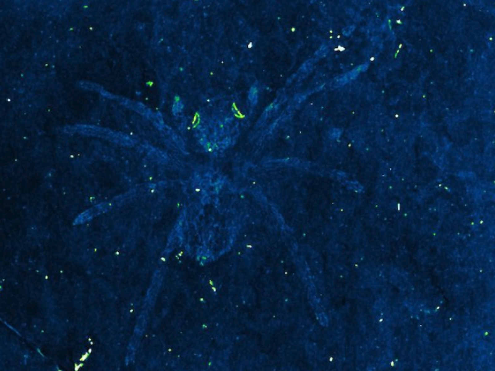 Unveiling the Mystery: Can Spiders See in the Dark? Exploring their ...