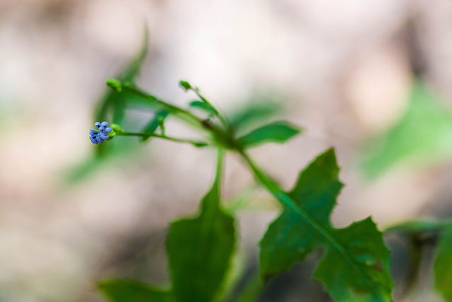 A Comprehensive List Of Psychoactive Plants - 1UpMaps Psychedelics