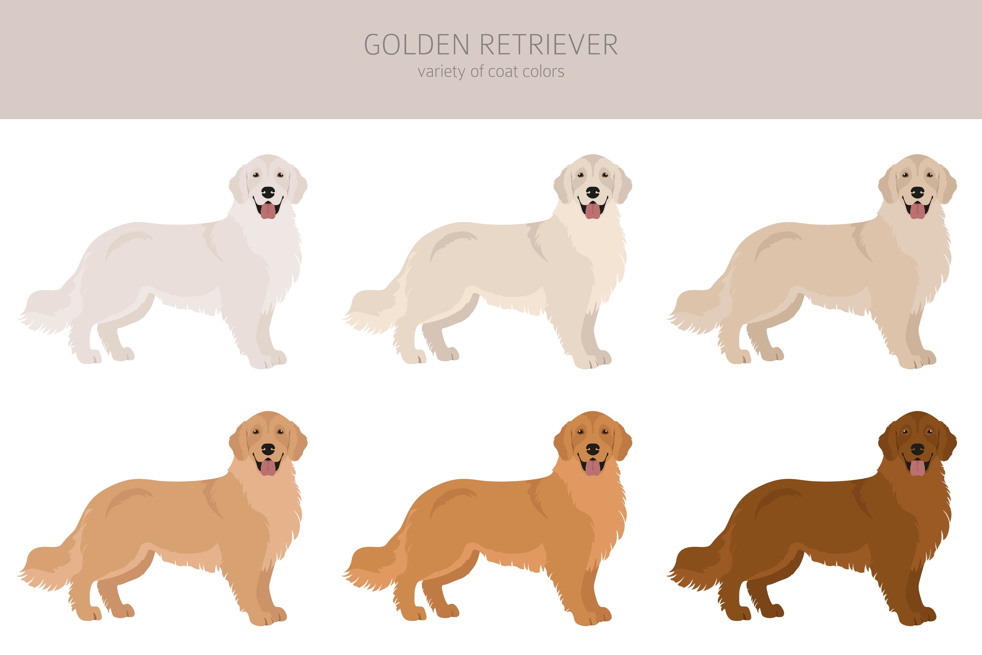 Golden Retriever - FurLyfe!