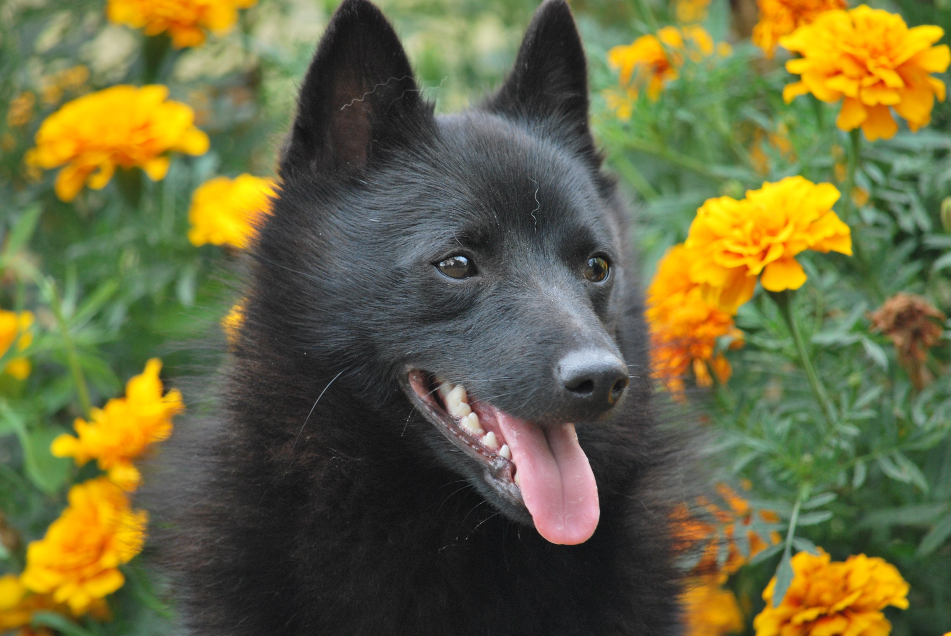 Schipperke - FurLyfe!