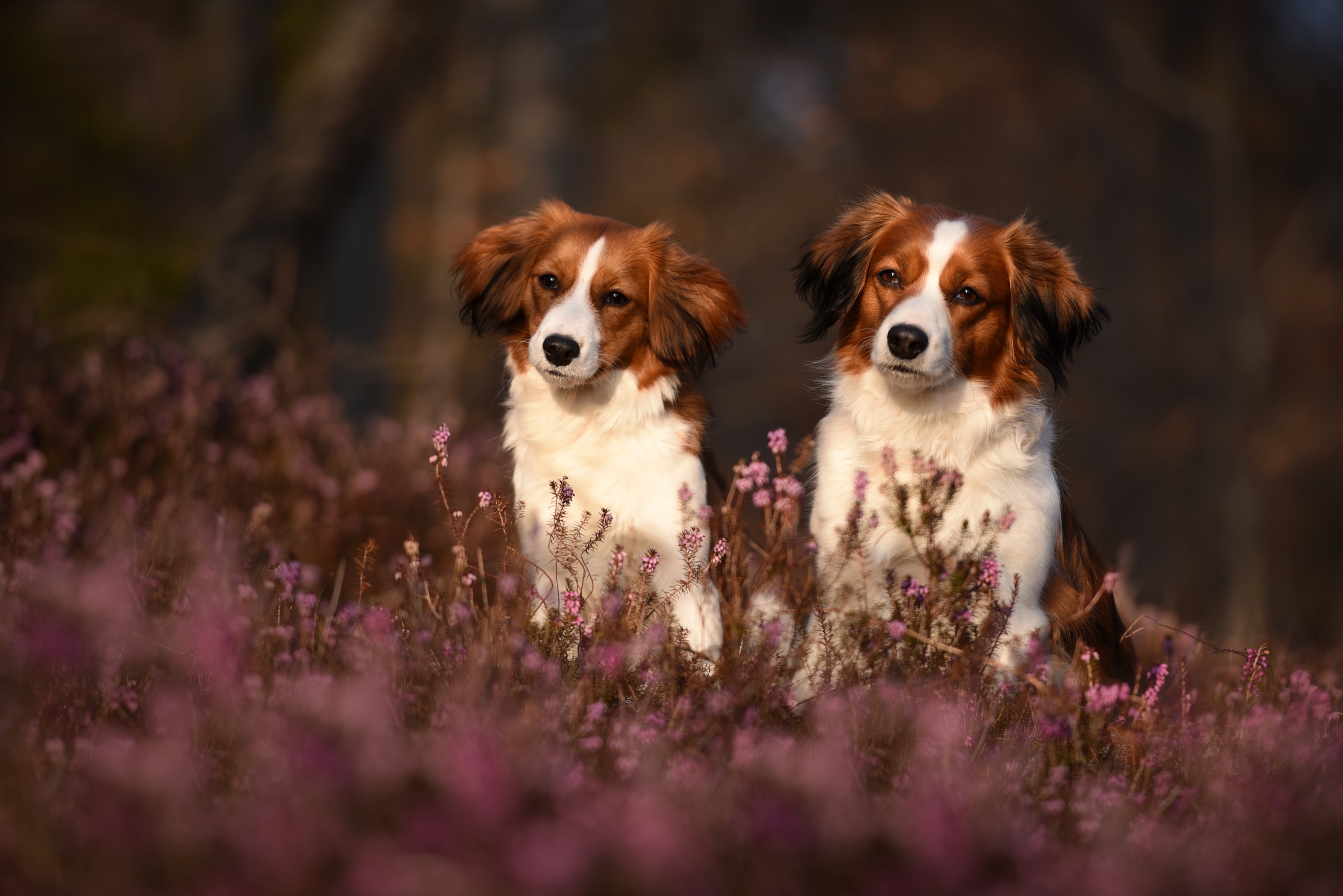 Kooikerhondje - FurLyfe!