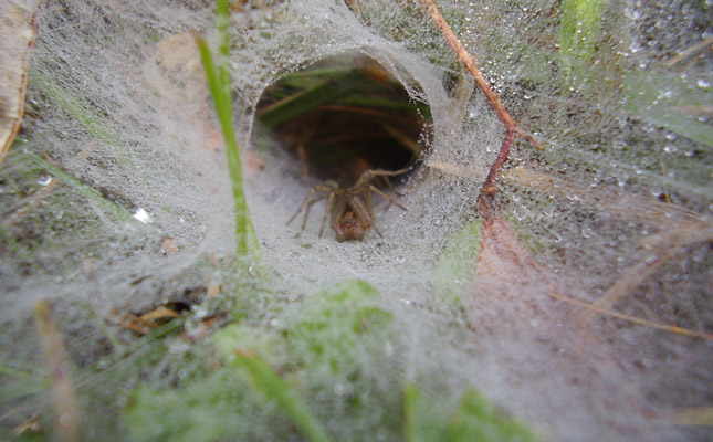 Spider Control: Eliminating Grass Spiders from Your Home