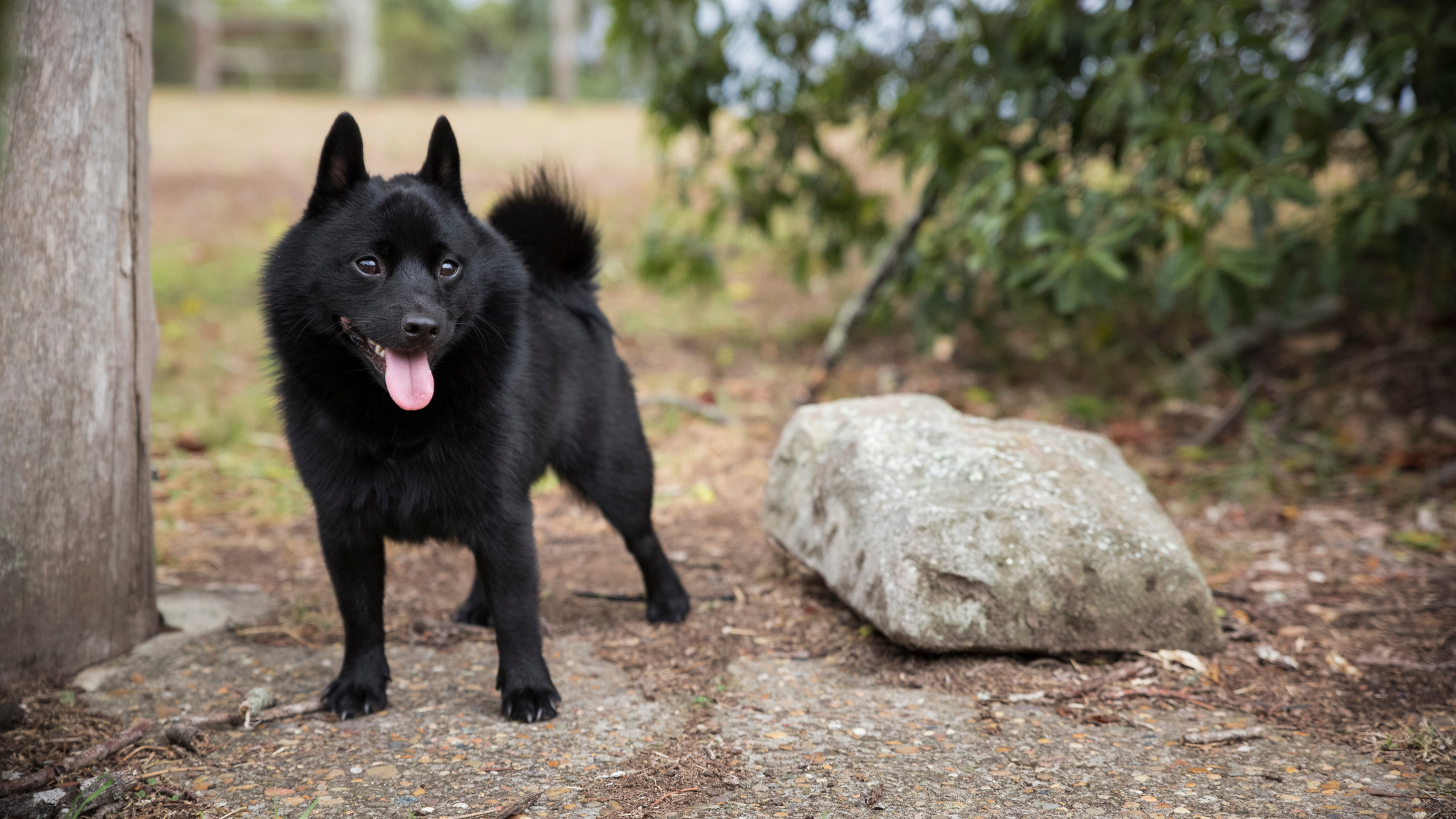 Schipperke - FurLyfe!