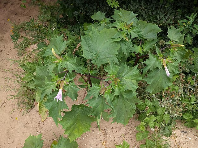 A Comprehensive List Of Psychoactive Plants - 1UpMaps Psychedelics