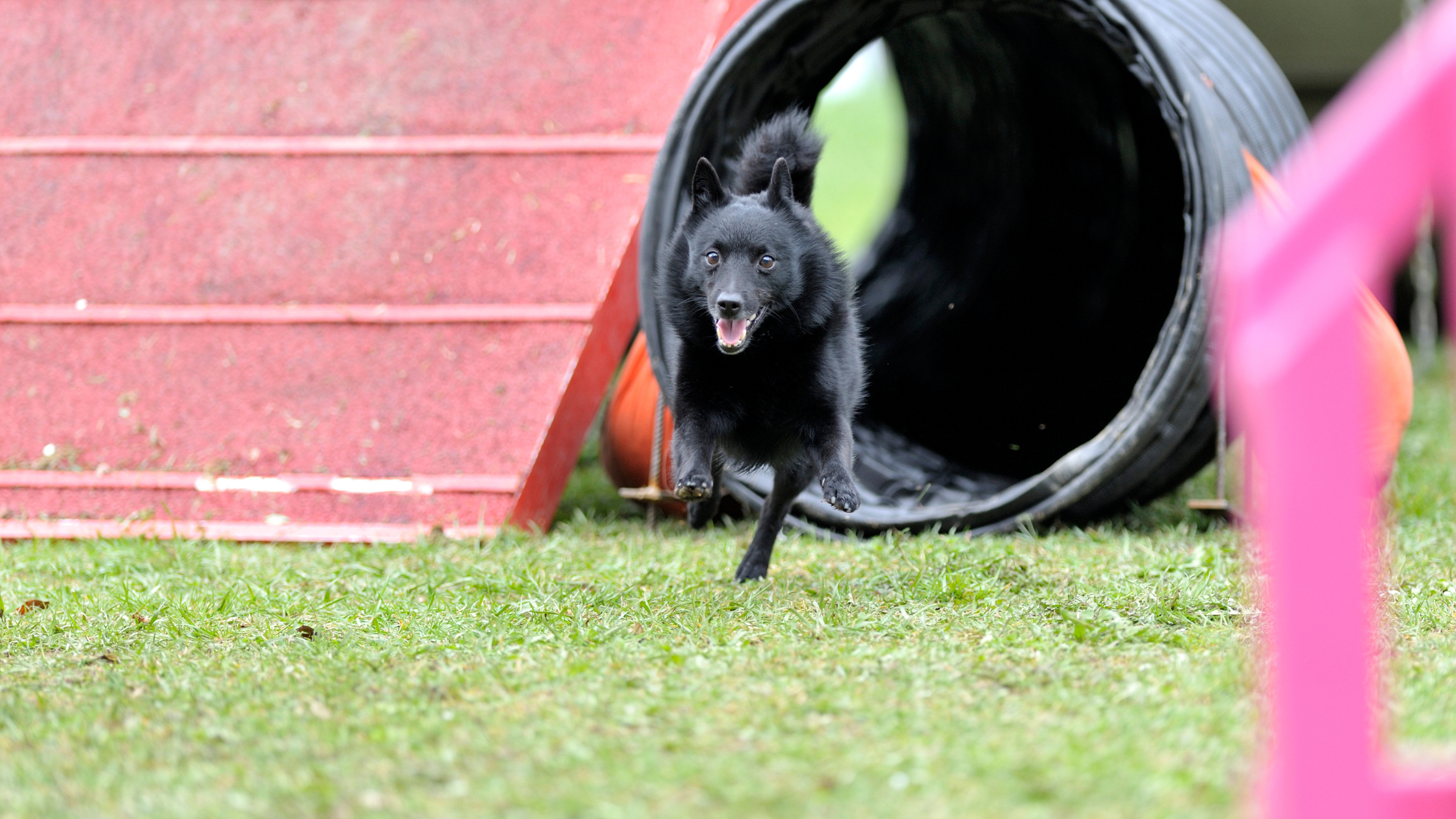 Schipperke - FurLyfe!