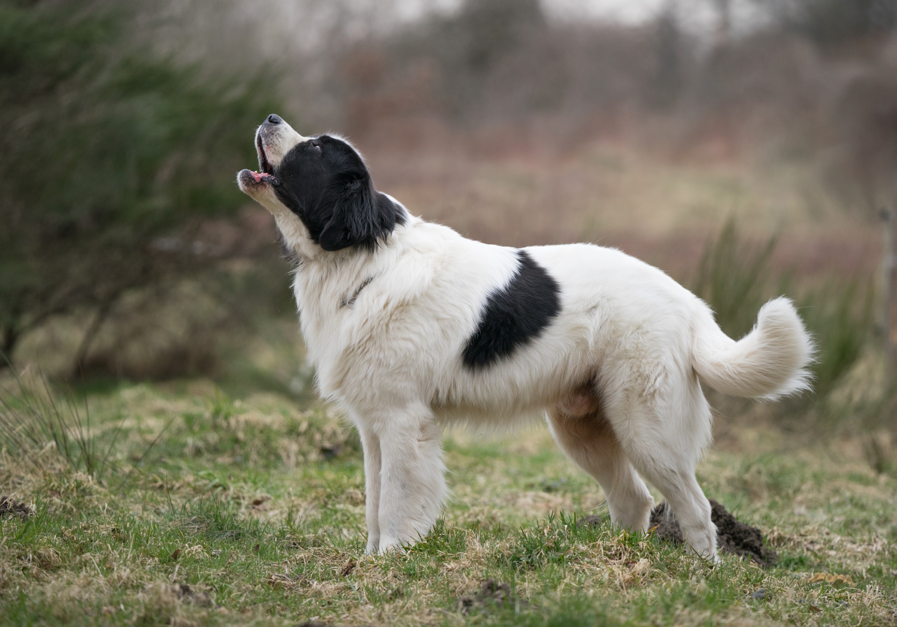 Landseer - FurLyfe!