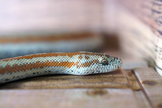 Rosy Boa Care Sheet and Beginner Guide - ReptileStartUp.com