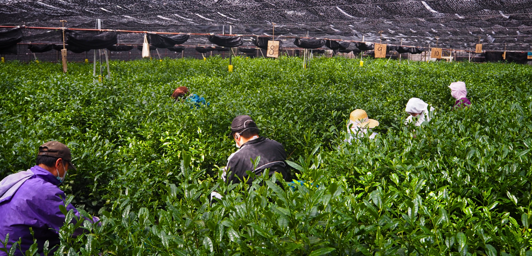 Authentic Organic Uji Matcha | Premium Health Japan