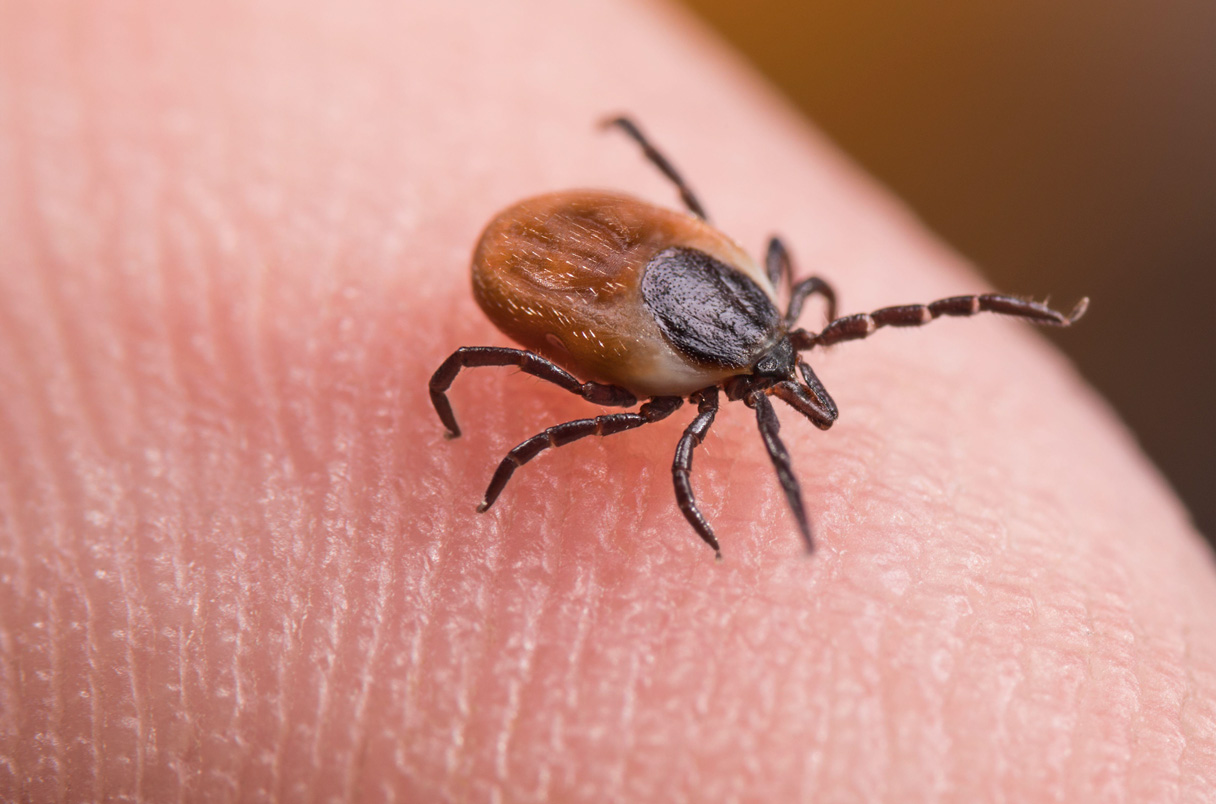 Tick Predators Unveiled: Exploring the Fascinating Relationship Between ...