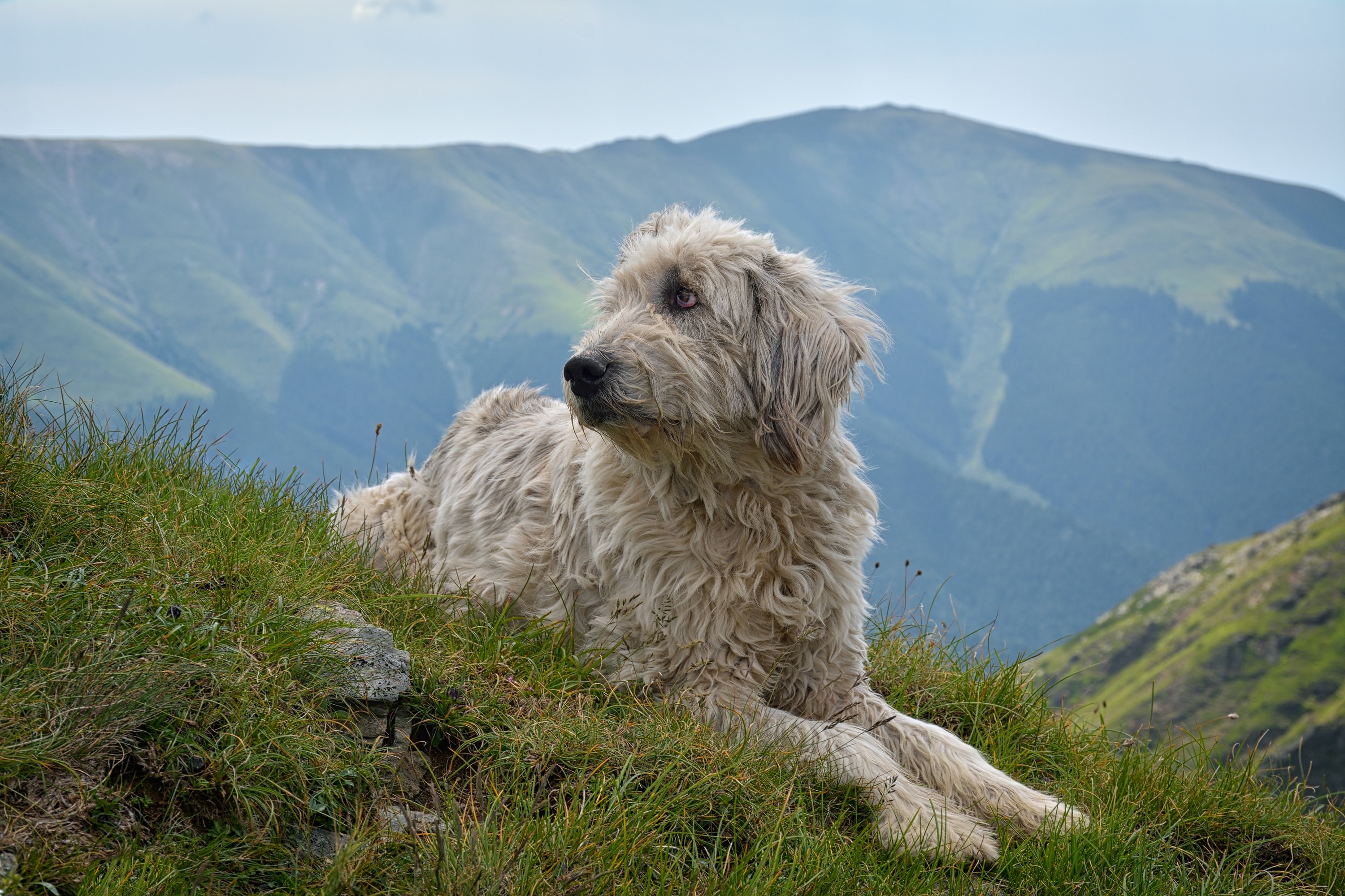 Romanian Mioritic Shepherd Dog - FurLyfe!