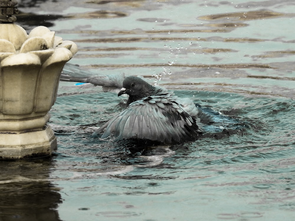 Pigeon Symbolism: Exploring the Deeper Meaning of These Graceful Birds