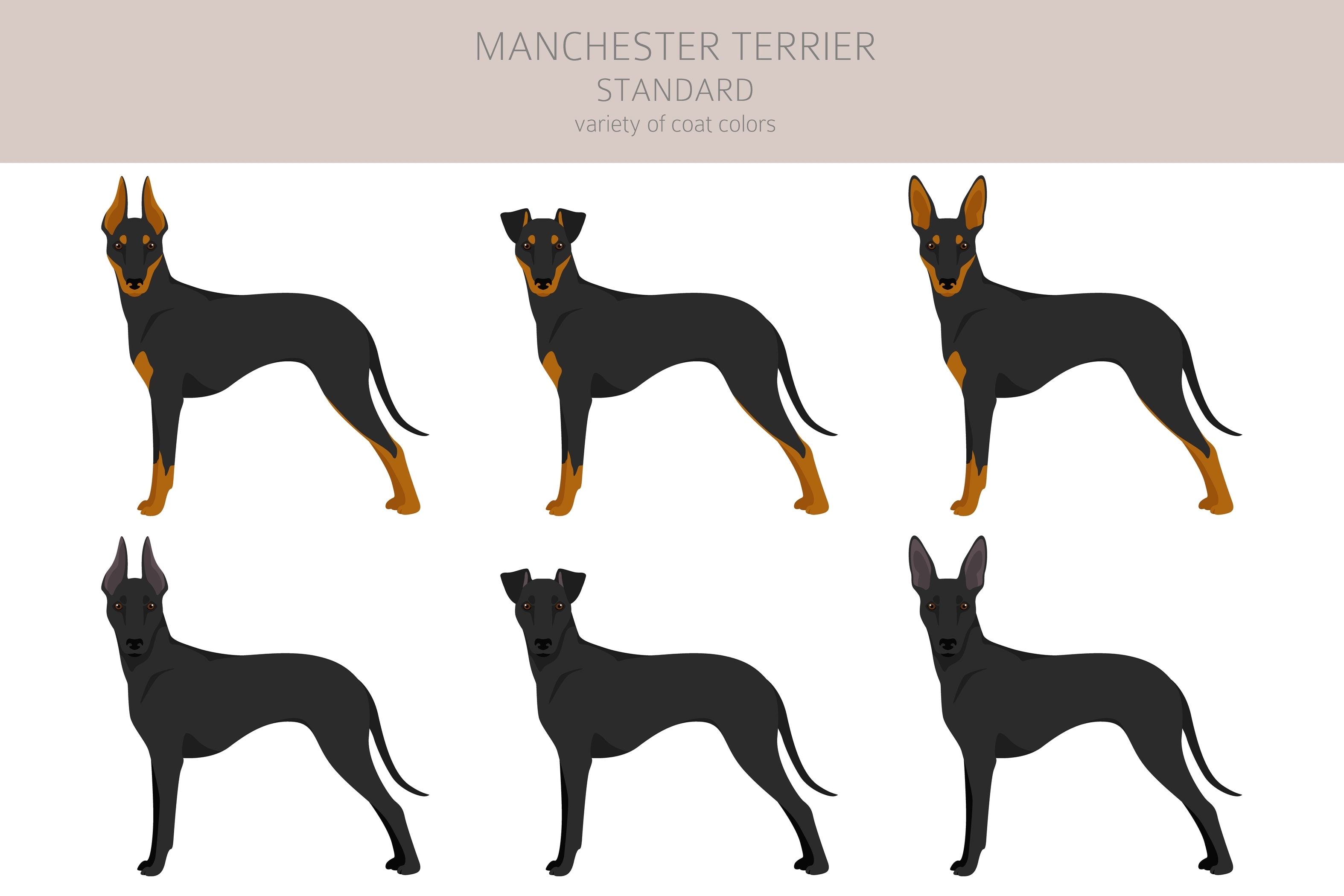Manchester Terrier - FurLyfe!