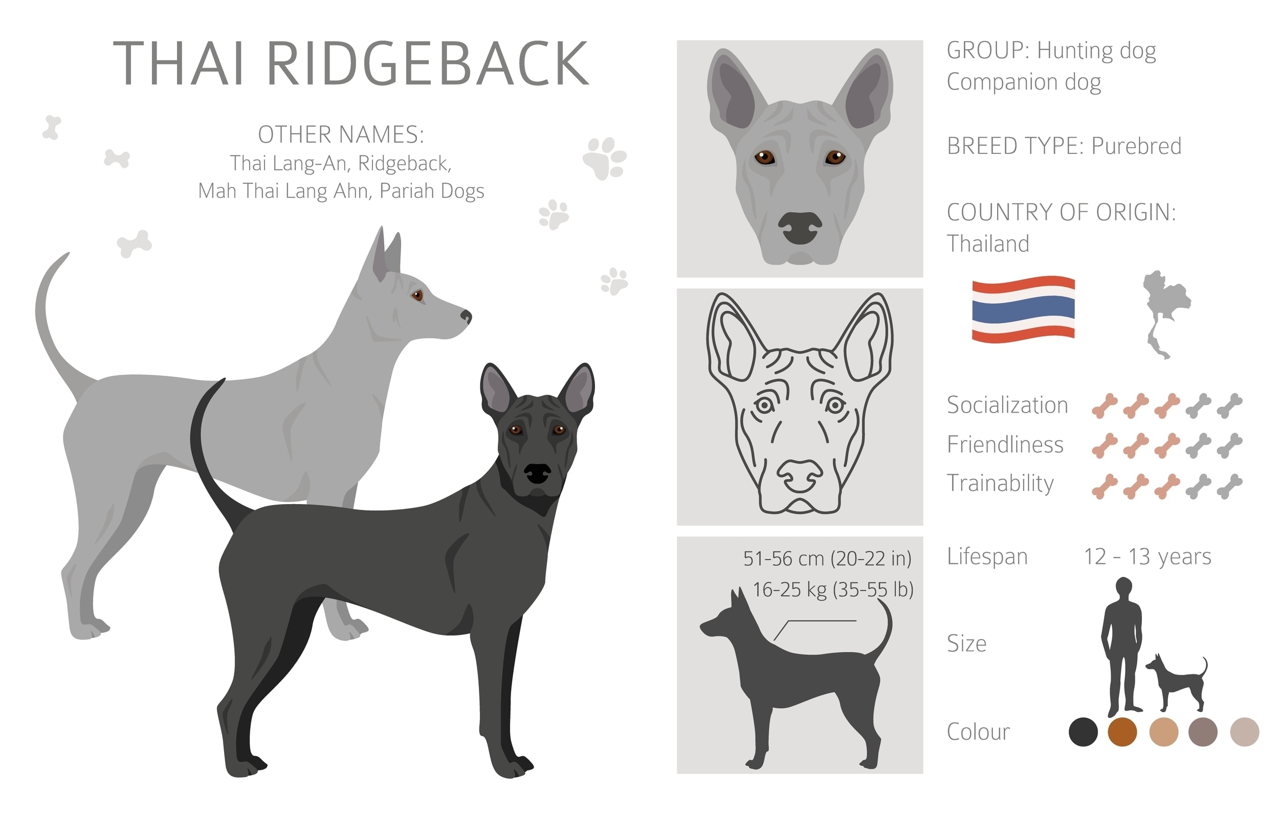 Thai Ridgeback - FurLyfe!
