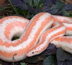 37 Cute Snakes For Beginners - ReptileStartUp.com