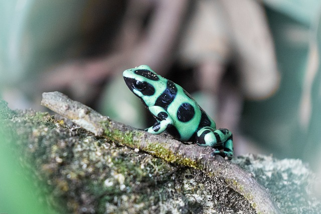 Can You Keep Mourning Geckos With Dart Frogs? - ReptileStartUp.com