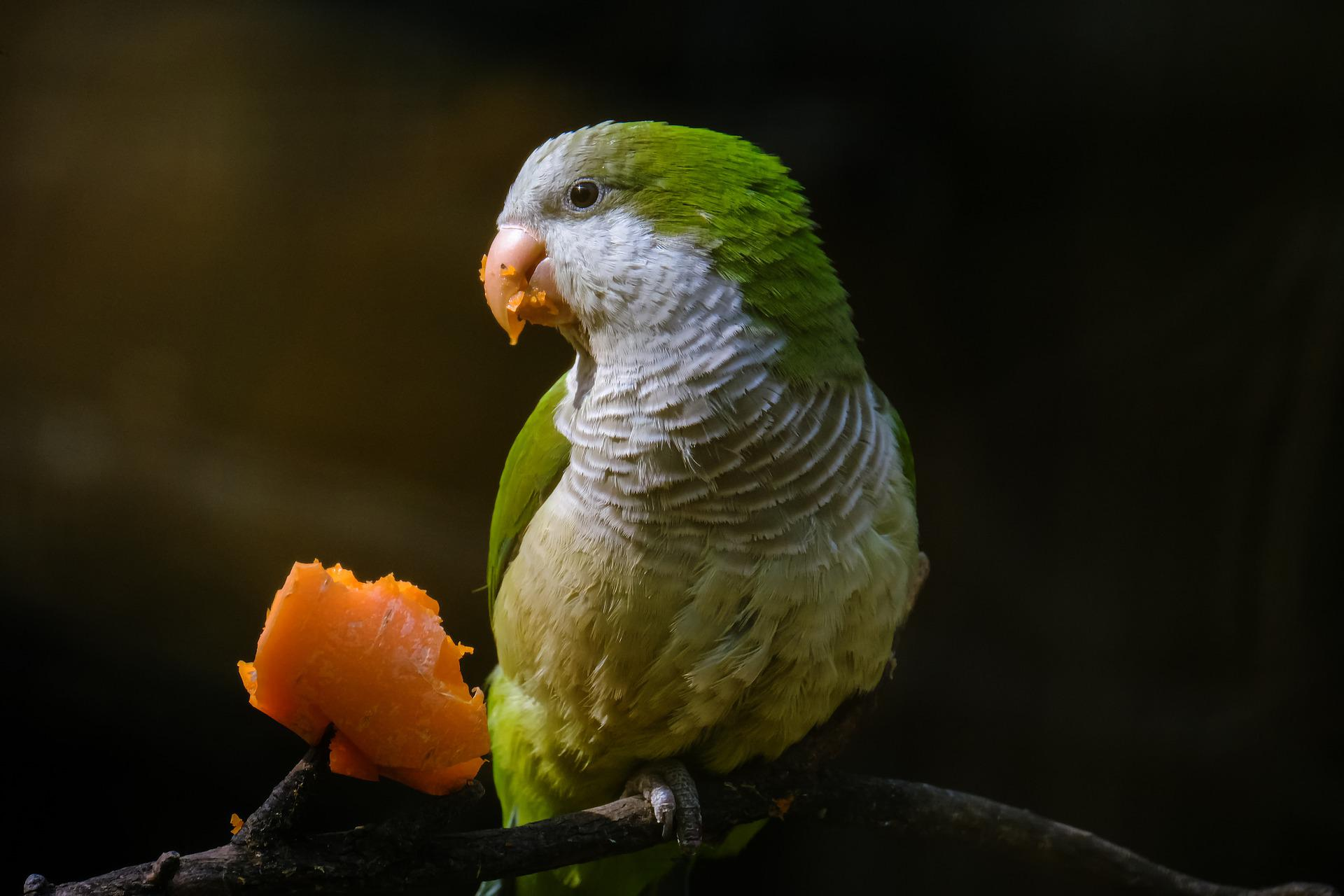 How To Identify A Male Parakeet at Leonard Munch blog