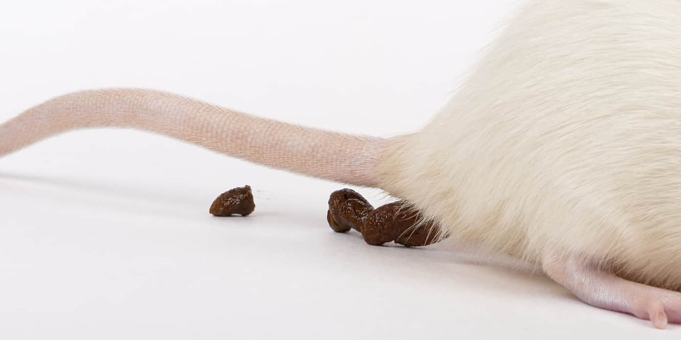 Preventing and Handling Mouse Droppings: A Comprehensive Guide