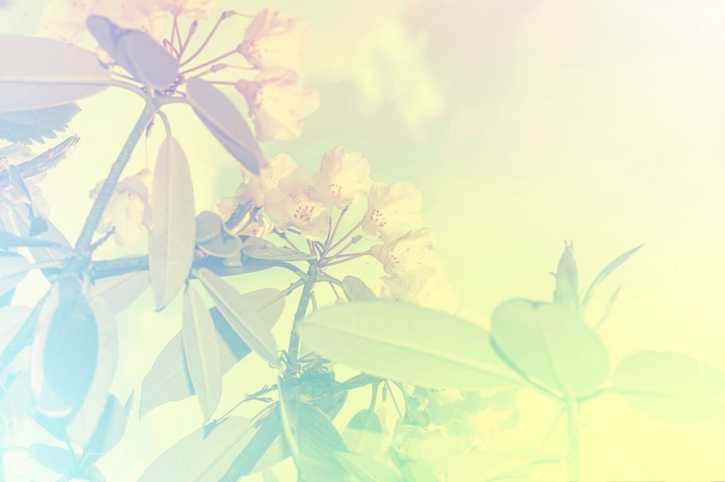 Gorgeous Flower Names that Start with G