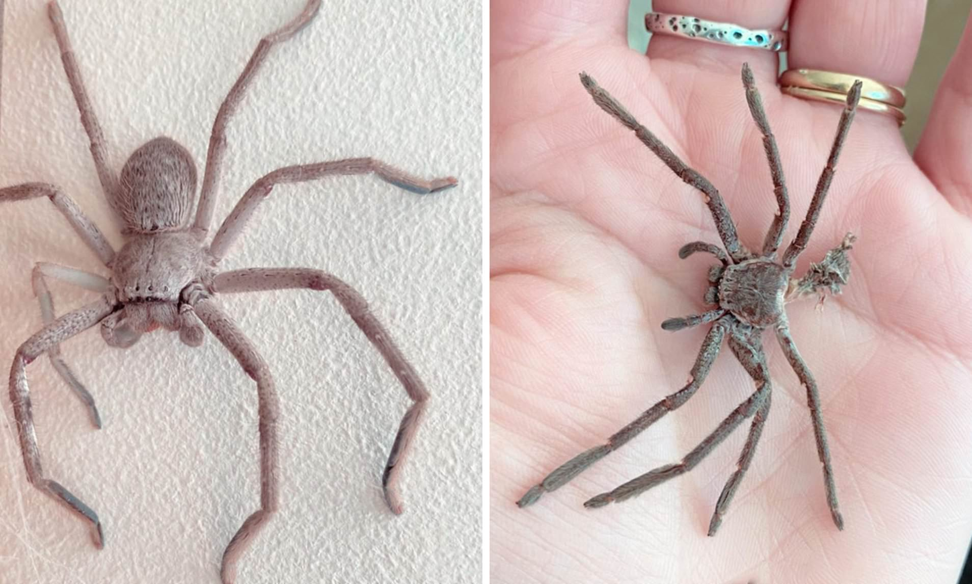 Unveiling the Arachnid Anatomy: Do Spiders Possess Bones?