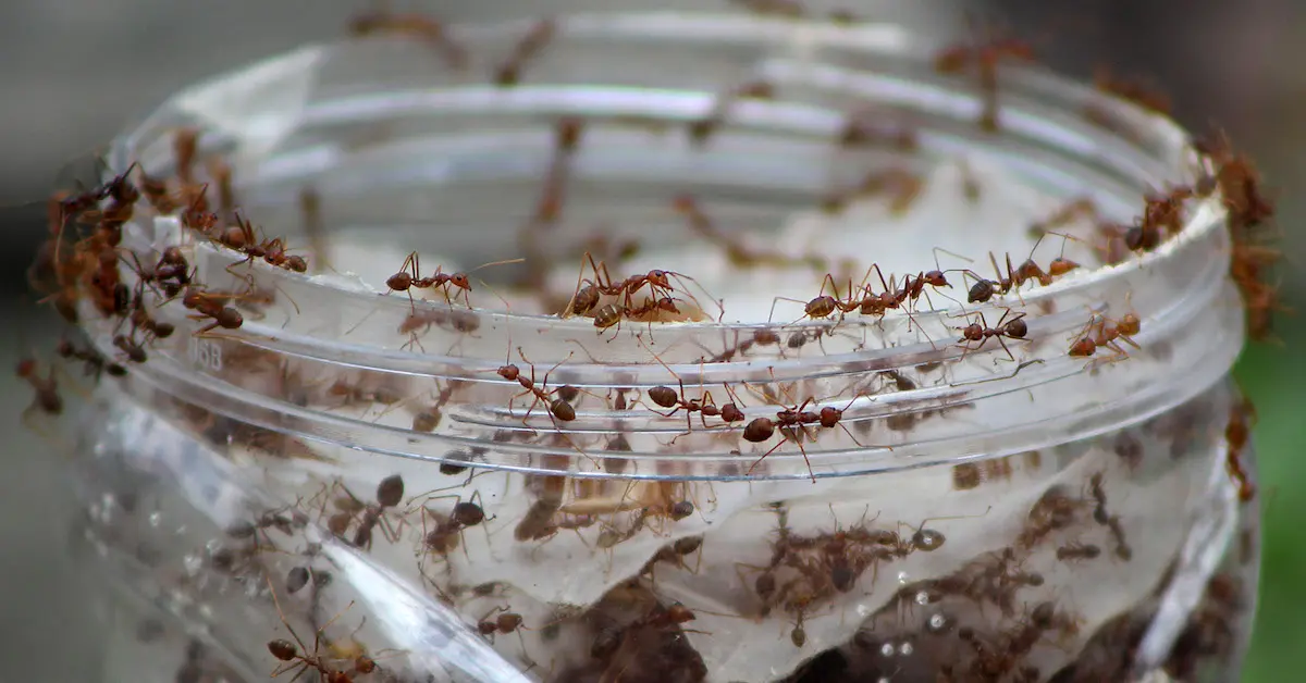 Baking Soda: A Natural Ant Killer - Effective Elimination?