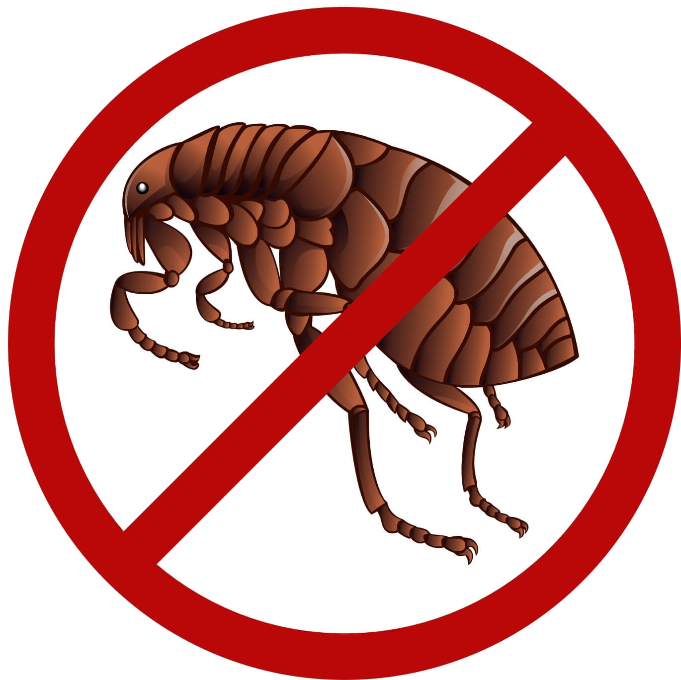 Defeat Flea Infestations: Effective Prevention Tips