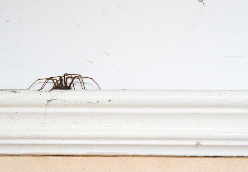 Spider Poop: Unveiling the Mystery Behind Arachnid Excrement