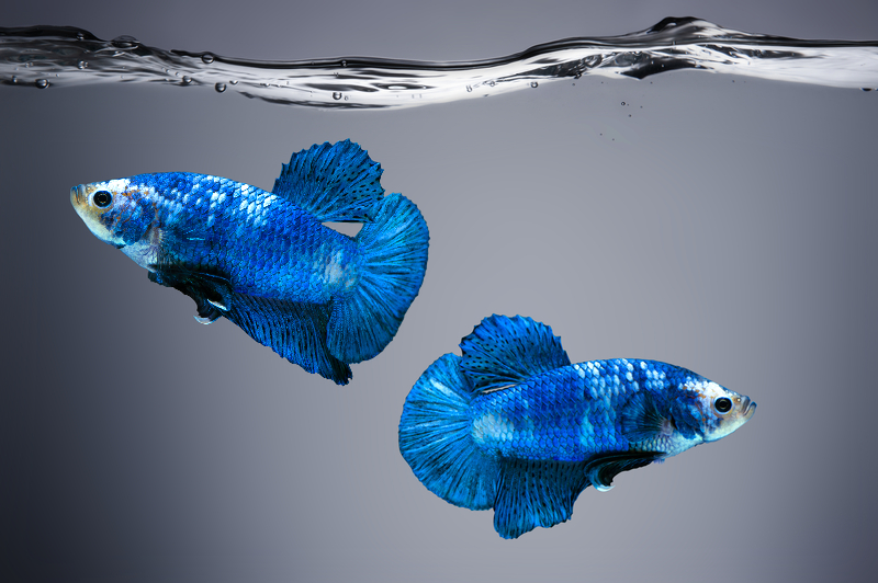 Best Fish For A 10 Gallon Tall Tank at Michael Danforth blog