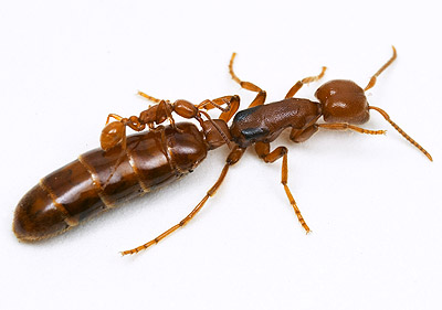 Unveiling the Enigma: Discovering the Size of Queen Ants