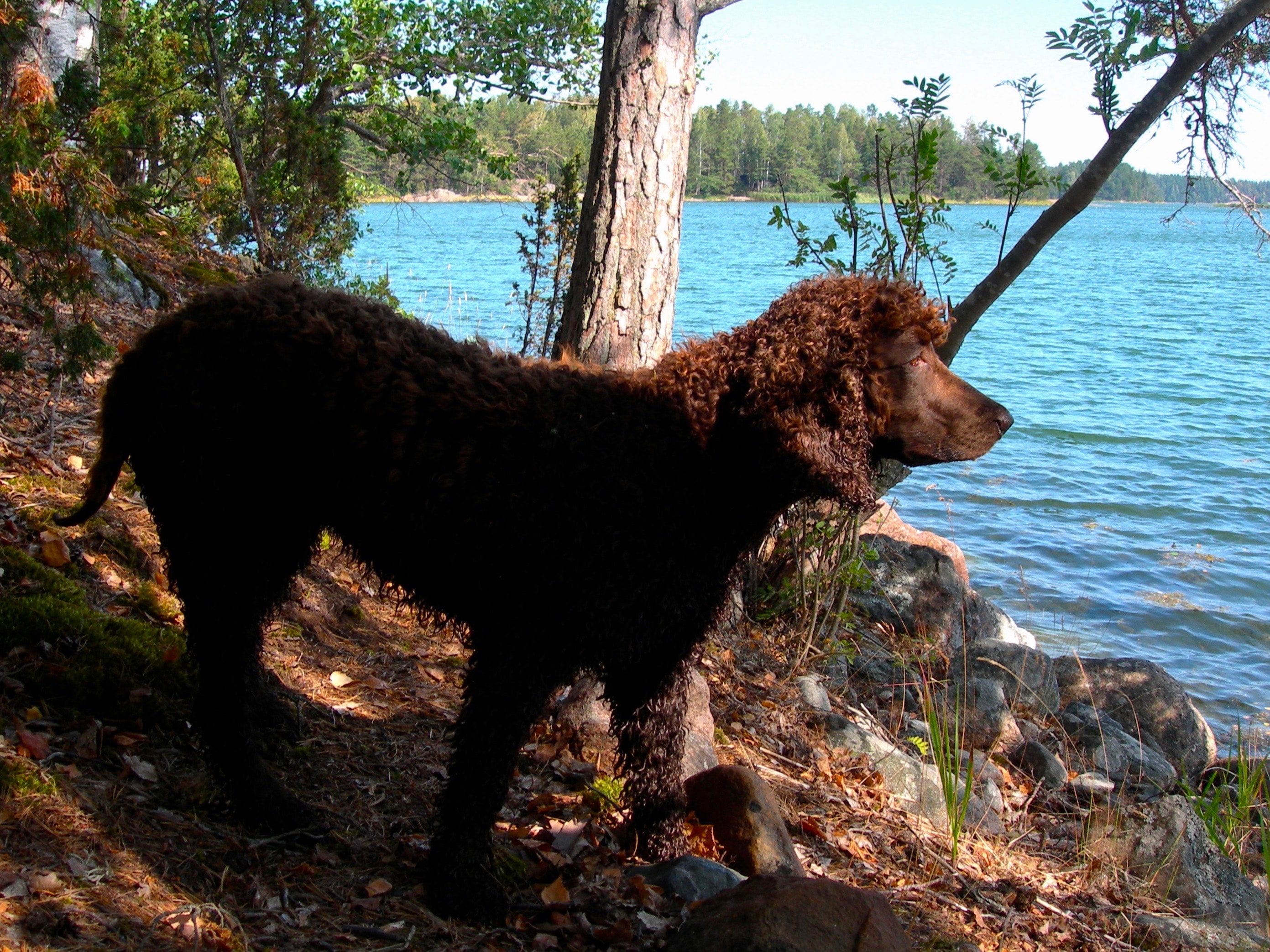 Irish Water Spaniel - FurLyfe!
