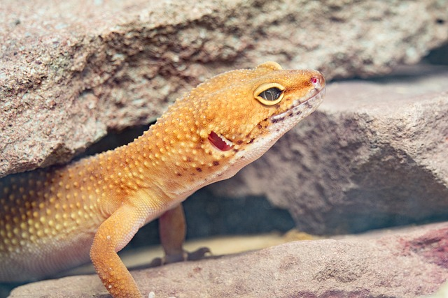 Why Do Leopard Gecko Legs Shake? - ReptileStartUp.com