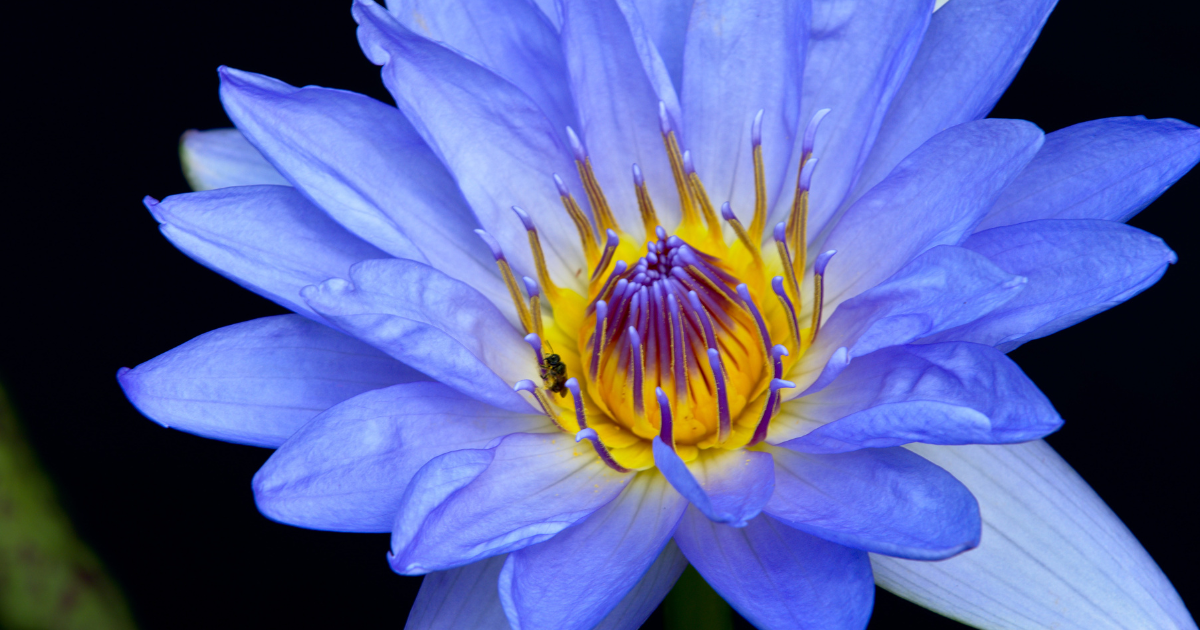 A Comprehensive List Of Psychoactive Plants - 1UpMaps Psychedelics