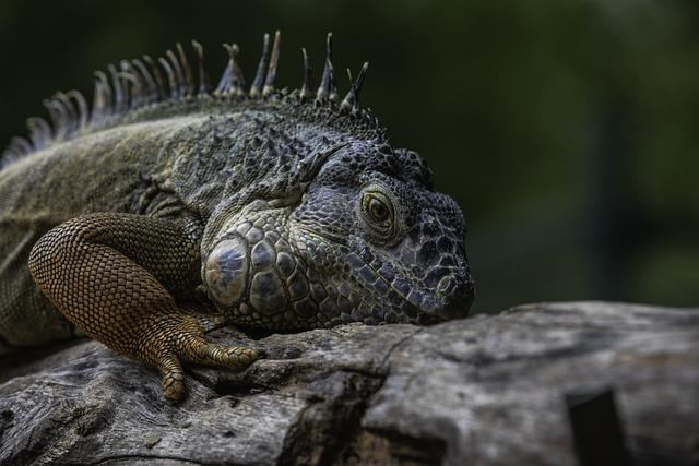 Why Do Iguanas Change Color