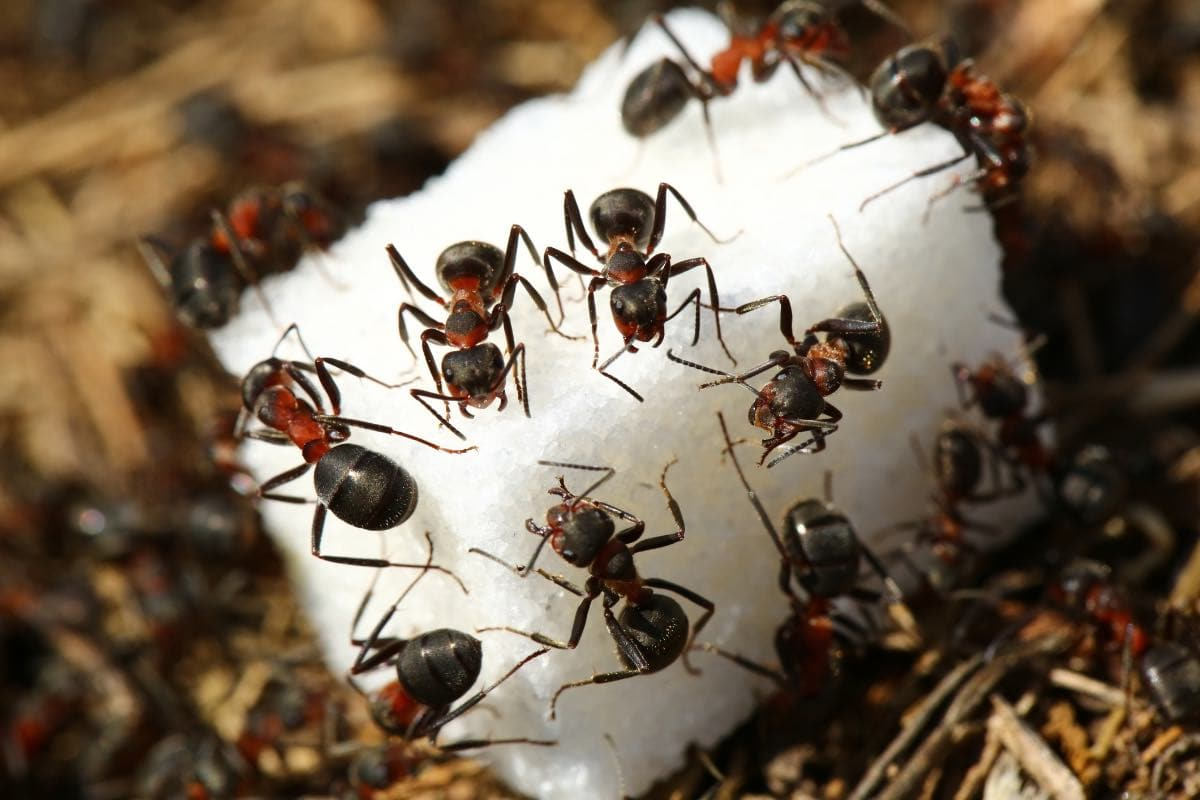 Sugar Ant Extermination: Mastering the Art of Killing Them Off